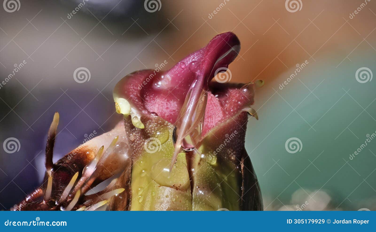 Sprouted mango seed stock image. Image of root, home - 305179929