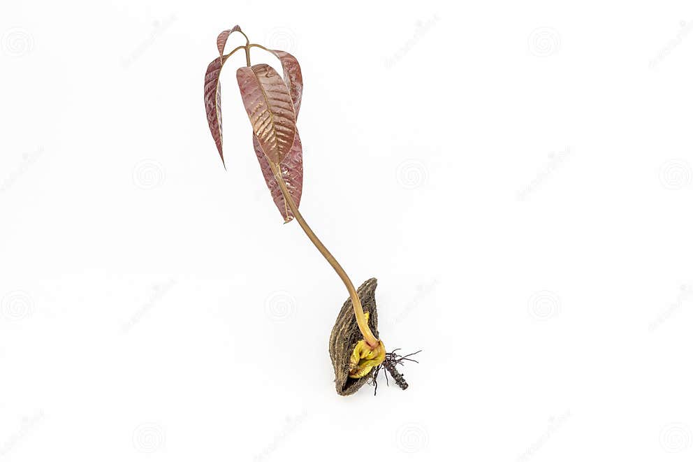 Sprouted Mango Seed with Roots Isolated on White Background Stock Photo ...