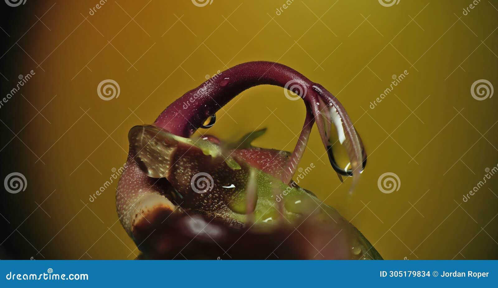 Sprouted mango seed stock photo. Image of concept, leaves - 305179834