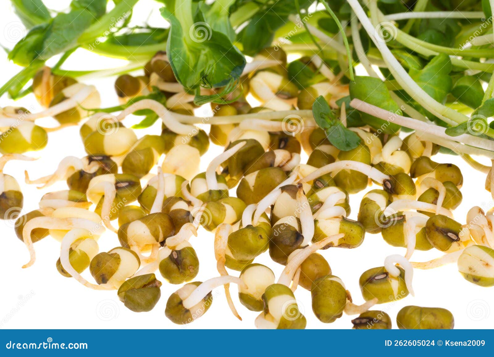 Sprouted Mung Bean Isolated Stock Photo - Image of healthy, beans ...