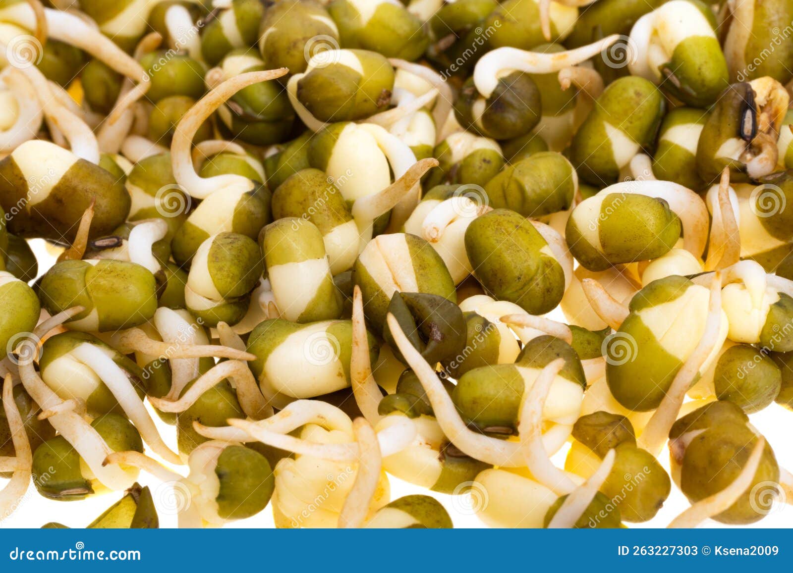 Sprouted Mung Bean Isolated Stock Image - Image of soya, diet: 263227303