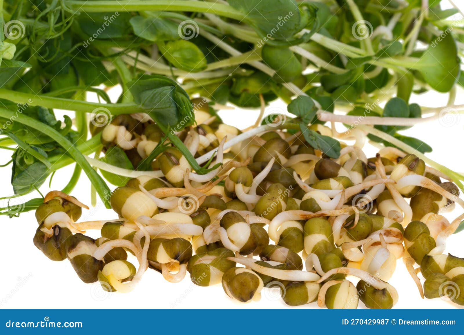 Sprouted Mung Bean Isolated Stock Image - Image of pile, grain: 270429987