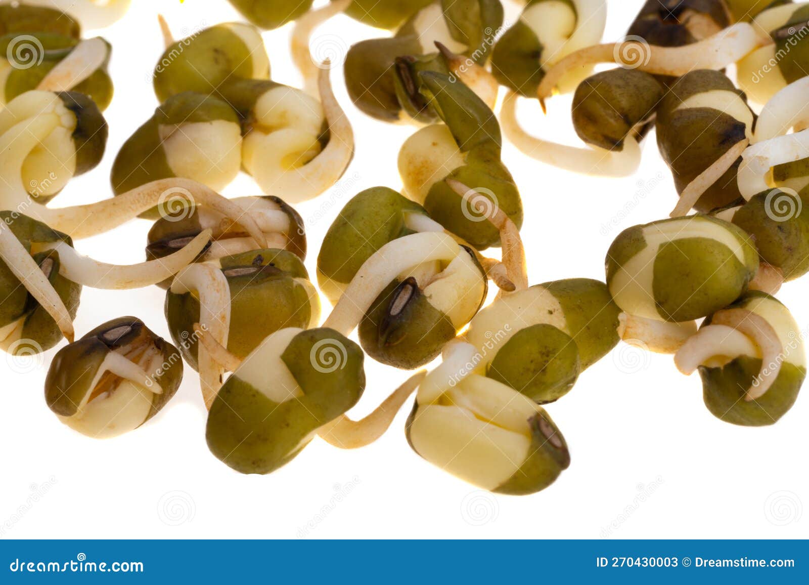 Sprouted Mung Bean Isolated Stock Image - Image of sprouted, grain ...
