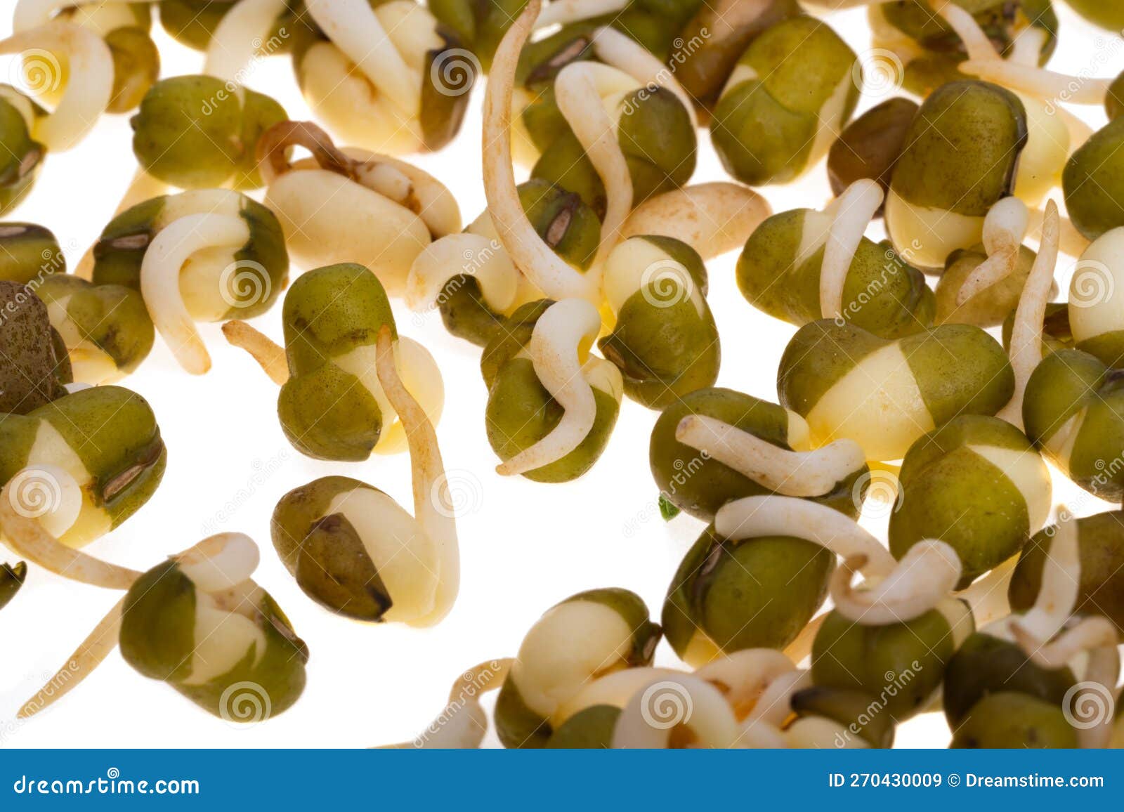 Sprouted Mung Bean Isolated Stock Image - Image of healthy, organic ...