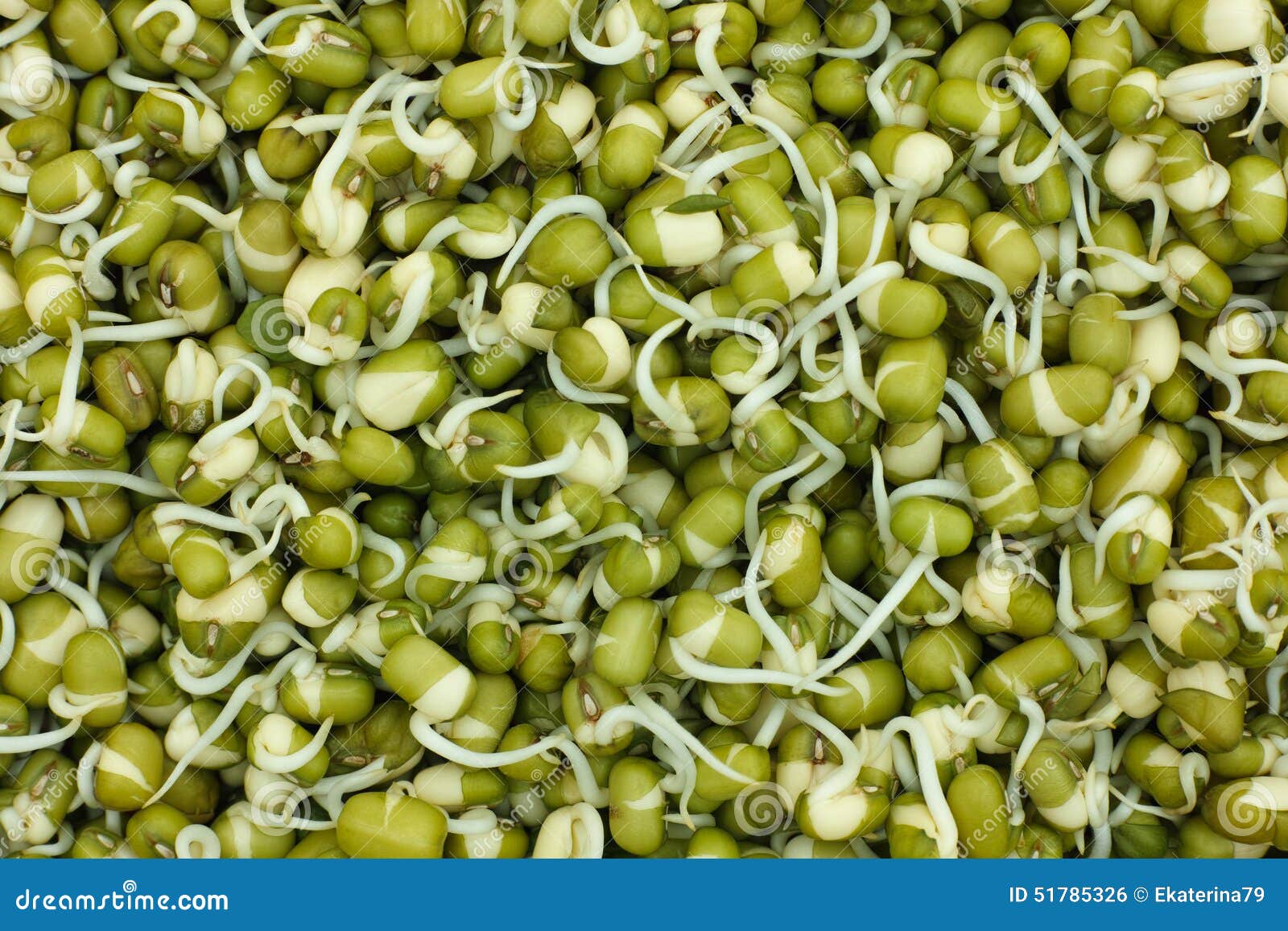 Sprouted mung beans stock photo. Image of food, green - 51785326