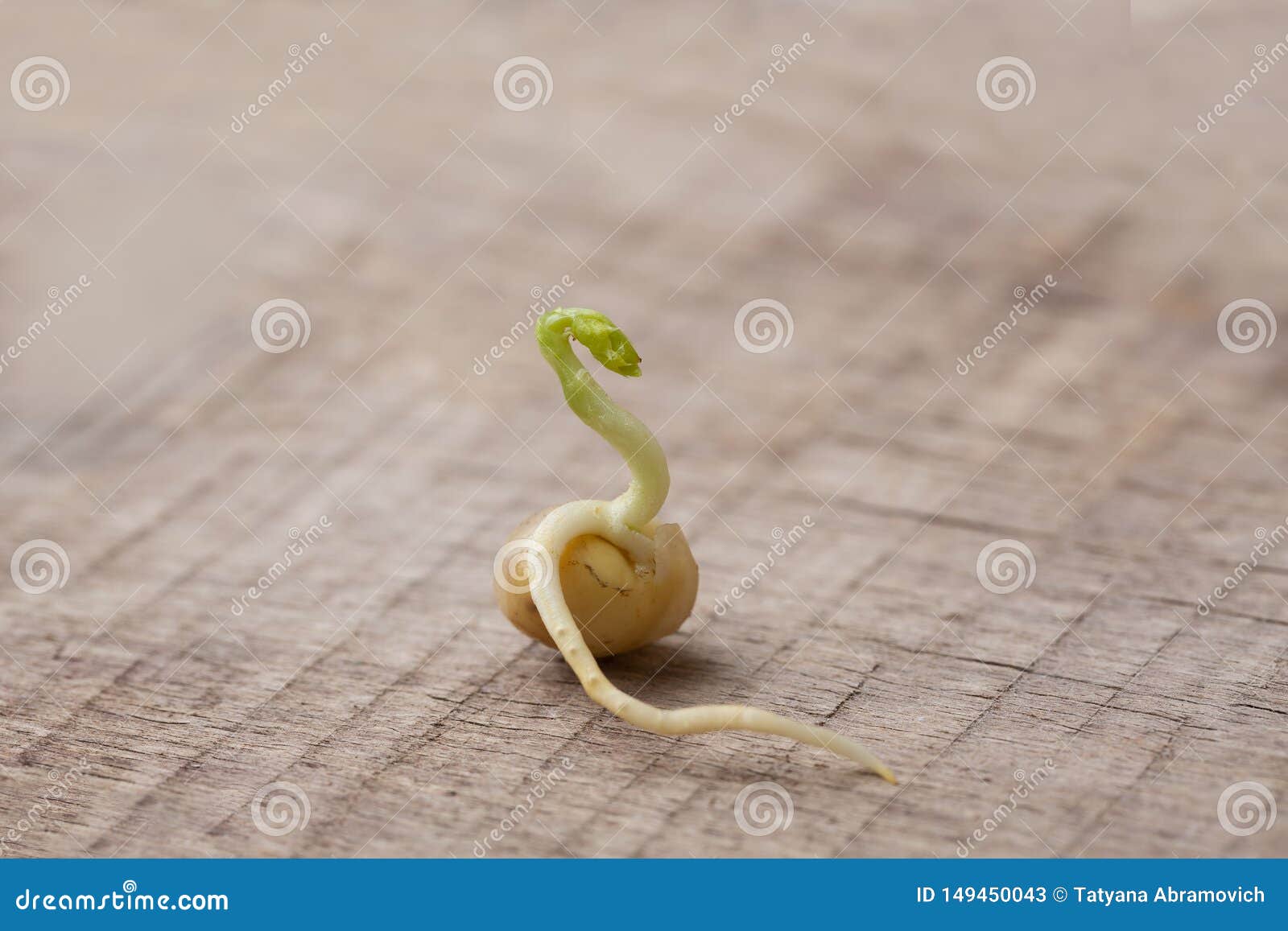 Sprouted Mung Beans. Sprout, Root, Stem, Leaf. New Life. Macro Stock ...