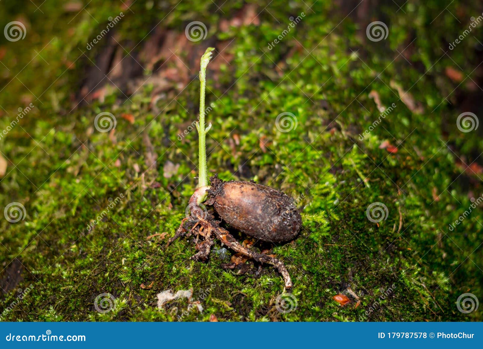 Sprouted Oak Acorn in the Forest Stock Photo - Image of wild, growing ...