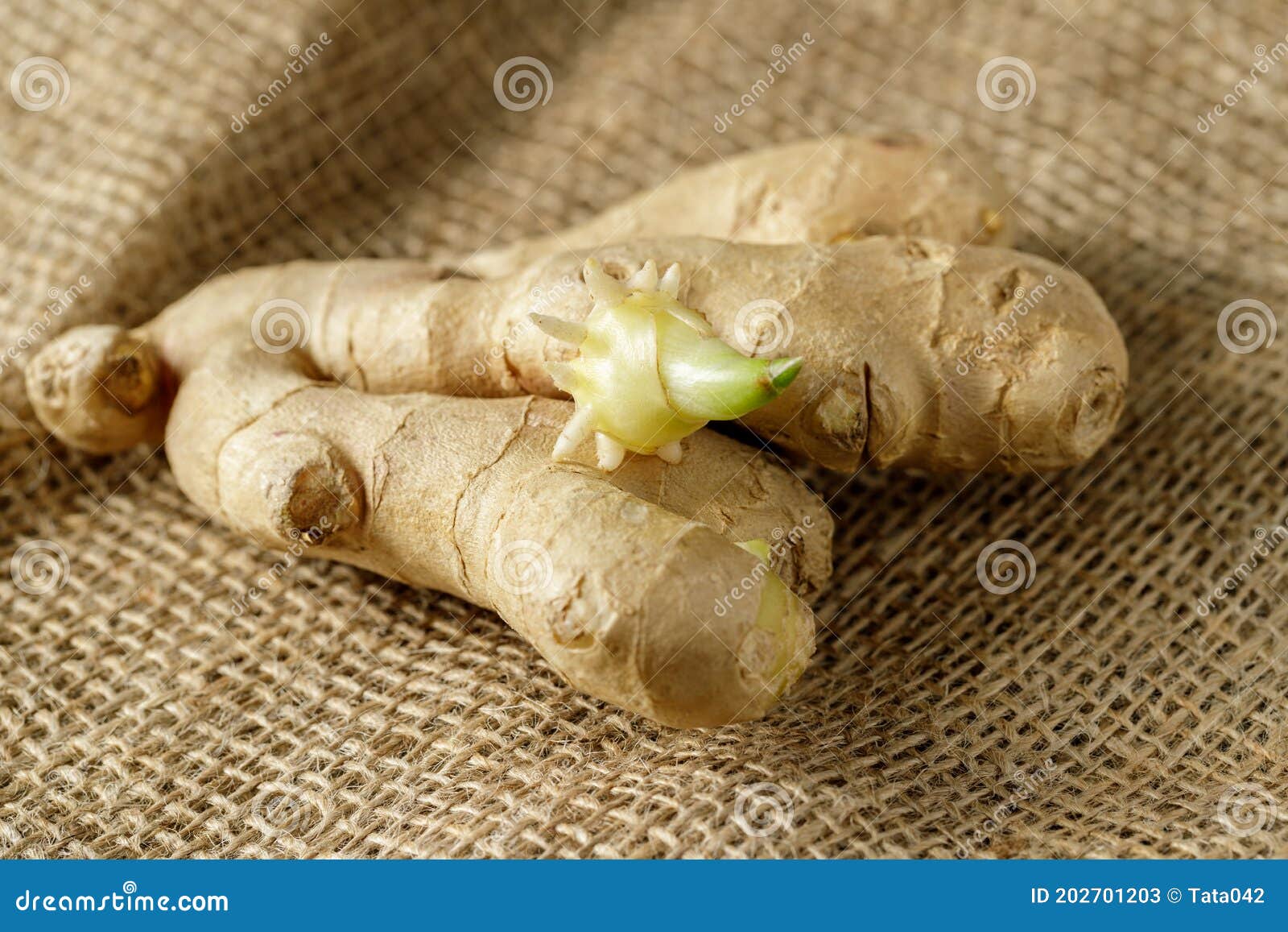 Sprouted Organic Ginger Root Closeup Stock Image - Image of jute ...