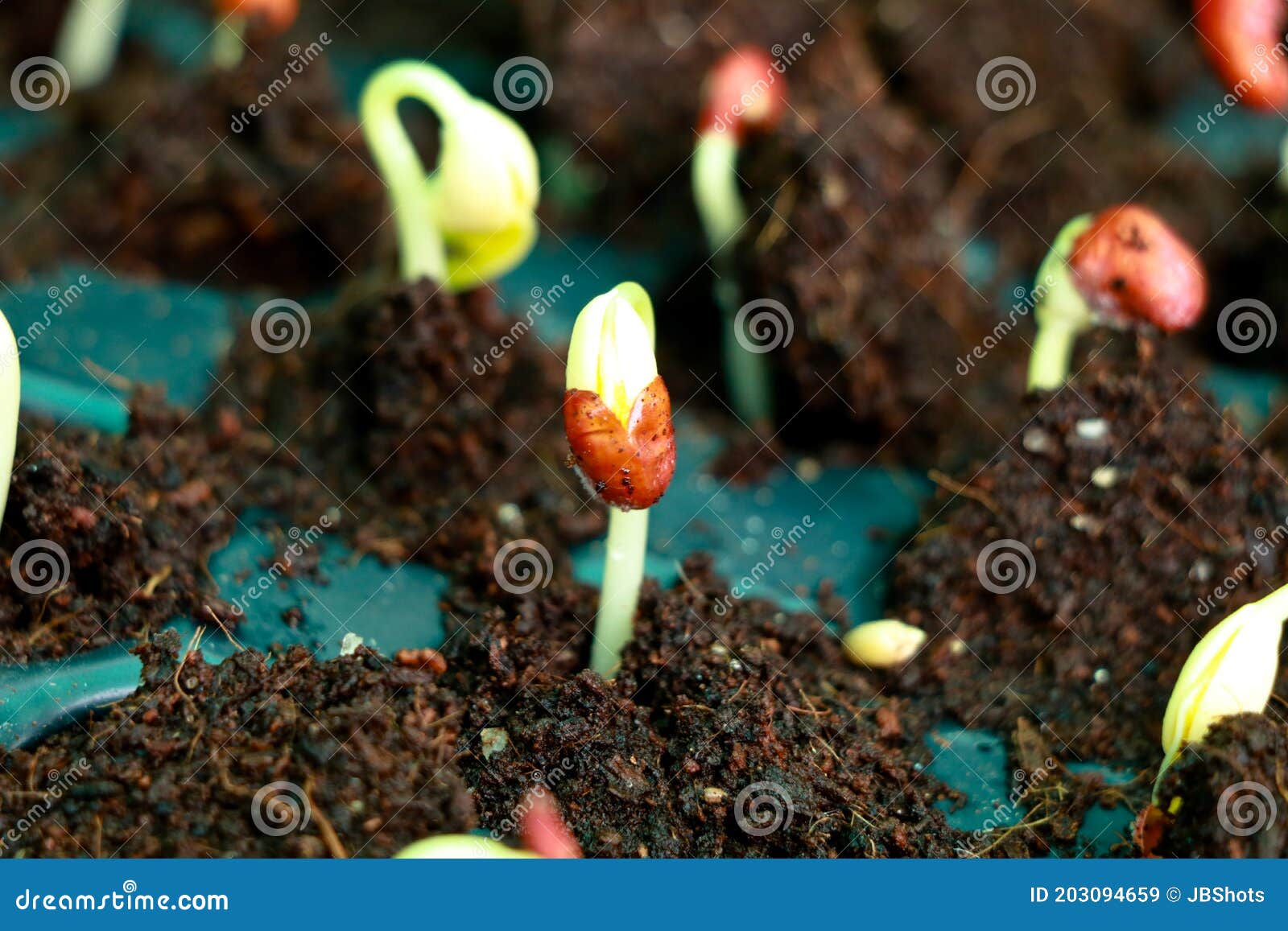 Sprouted Out Pulses Ready To Plant Stock Image - Image of sprouted ...