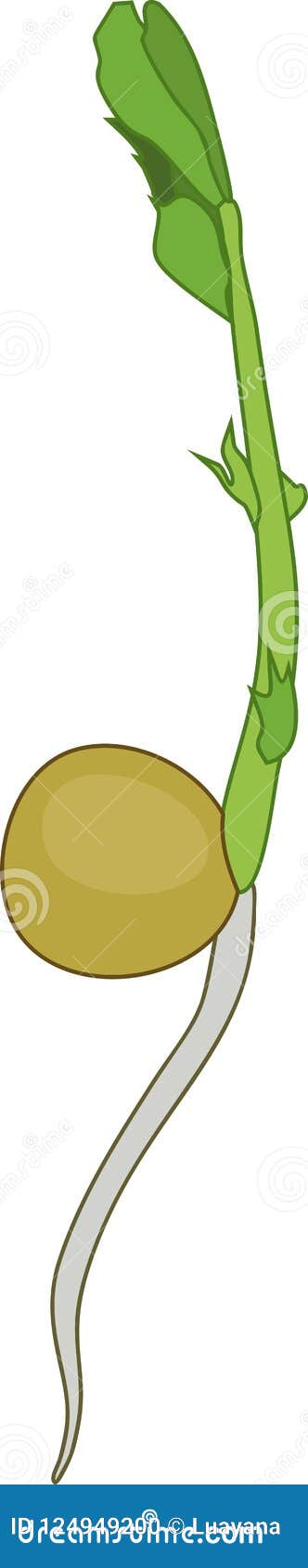 Sprouted Pea with Root System and Leaves Isolated on White Background ...