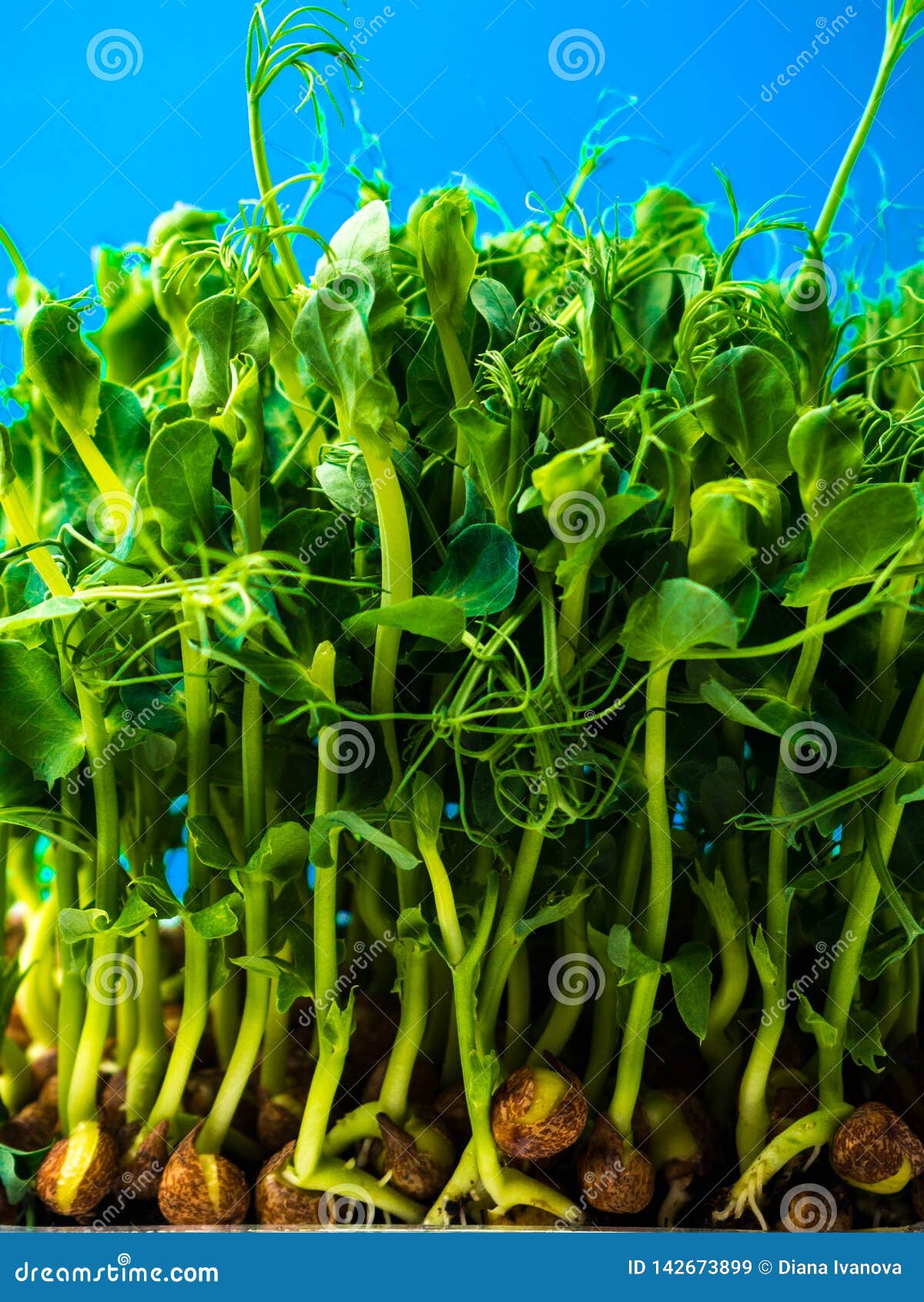 Sprouted Pea with Roots Close Up Stock Image - Image of isolated ...