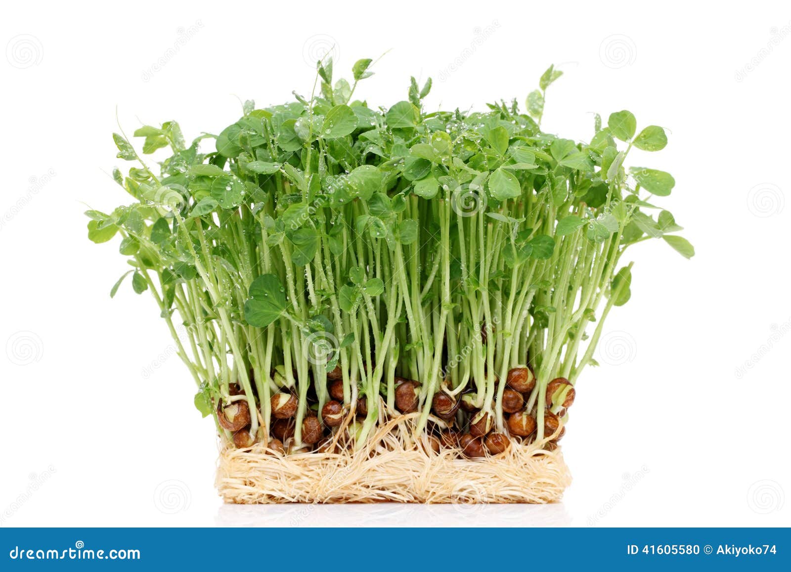 Sprouted pea with roots stock photo. Image of natural - 41605580