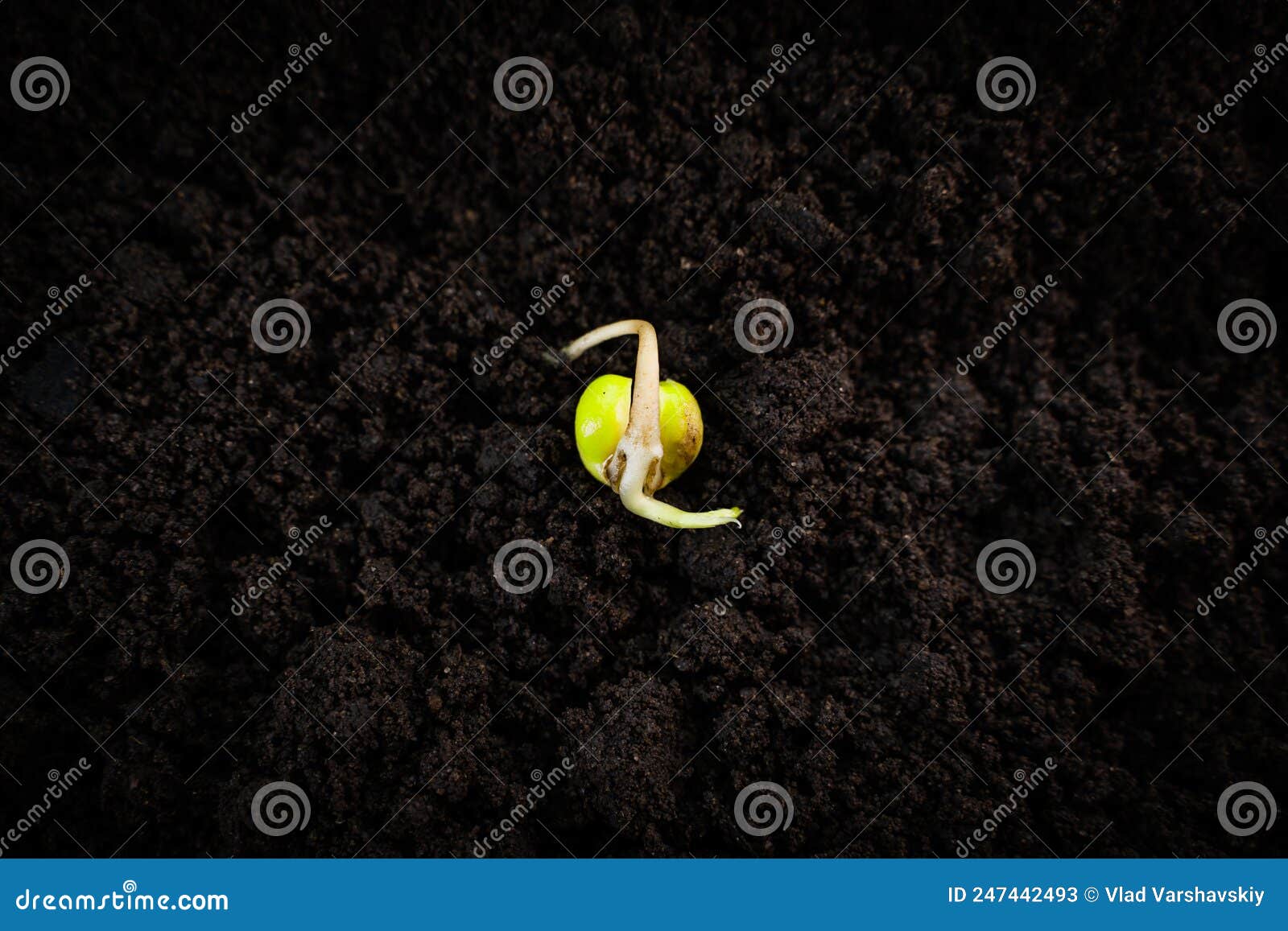 Sprouted Pea Seed Close-up on the Ground. Sprout from the Cotyledon ...