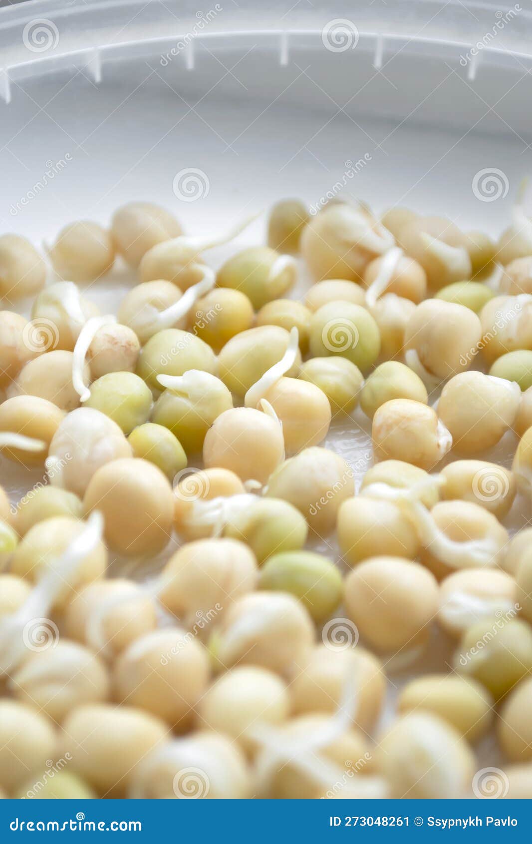 Sprouted Pea Seeds. Planting Material - Germination of Green Pea Seeds ...