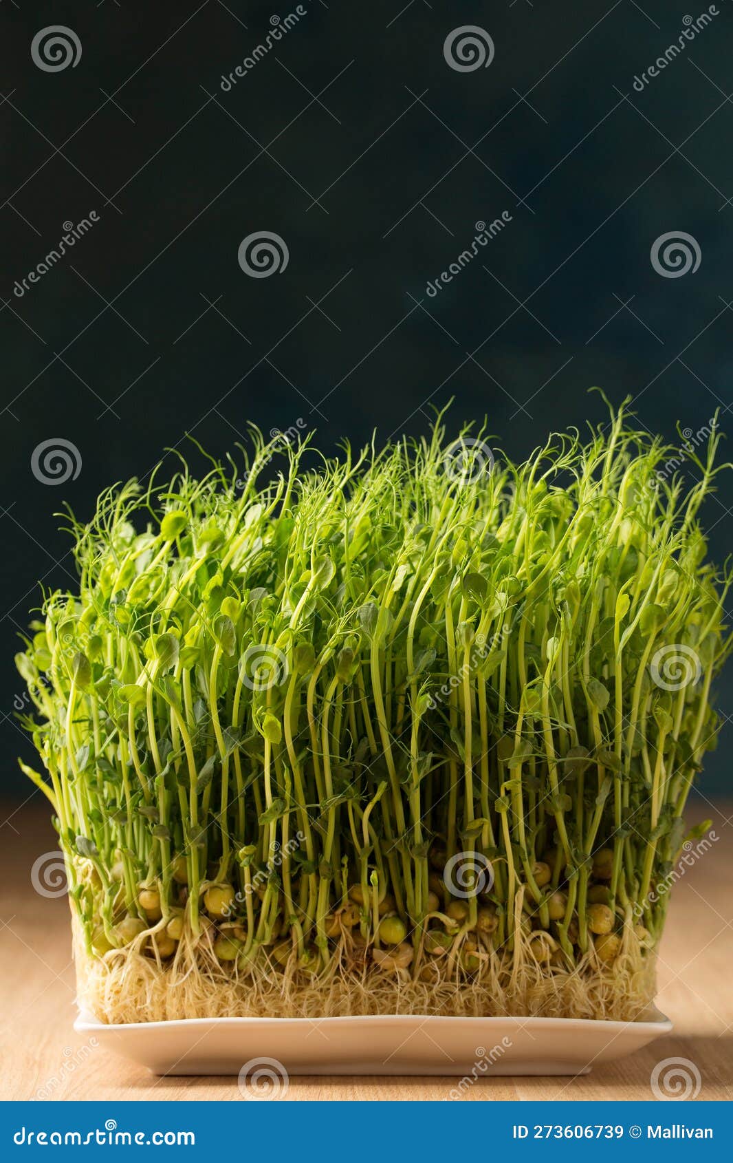 Sprouted Pea Sprouts, Microgreens in a White Rectangular Plate Stock ...