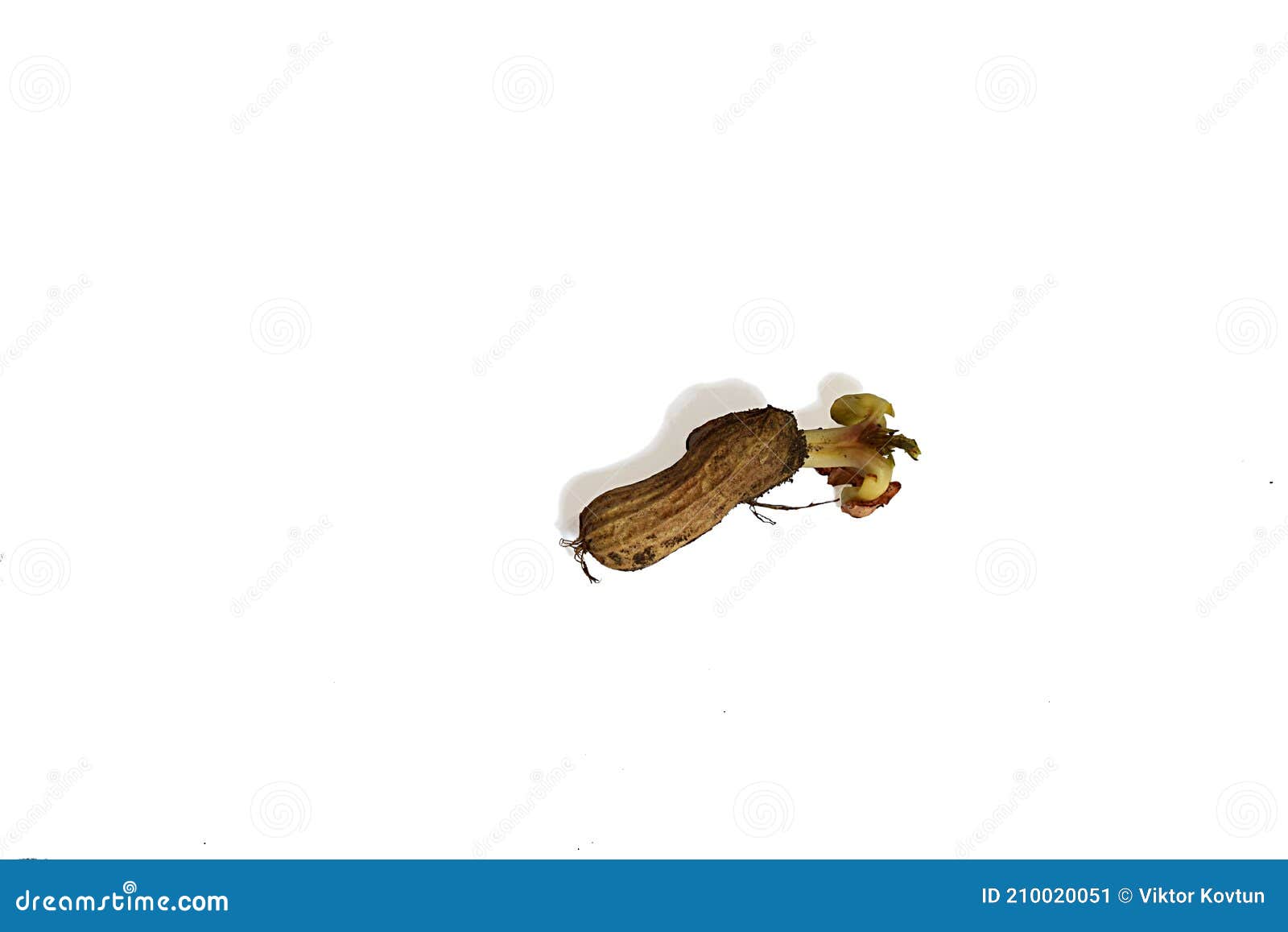 Sprouted Peanuts with a Young Sprout on a White Background Stock Image ...