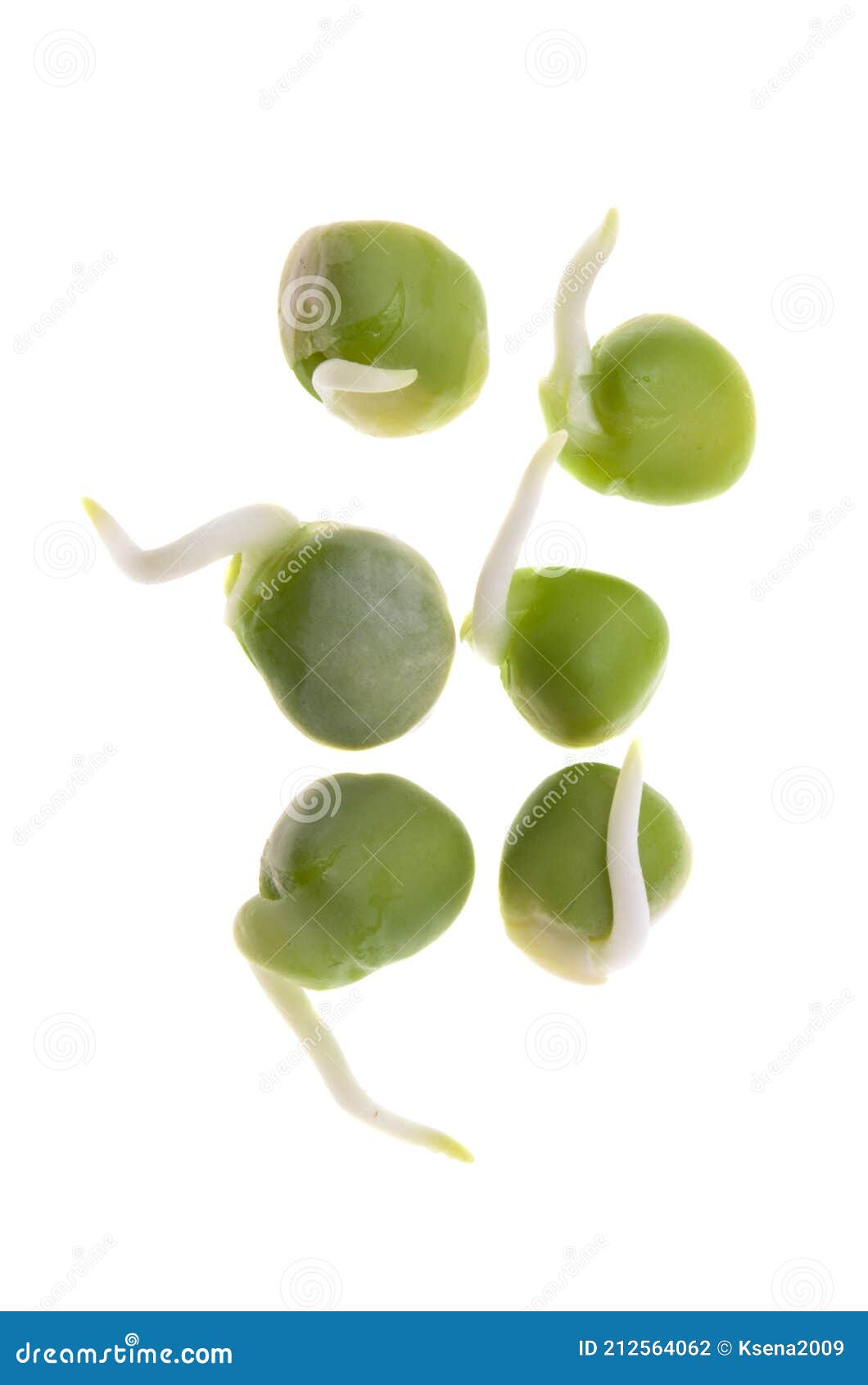 Sprouted peas isolated stock photo. Image of crop, food - 212564062
