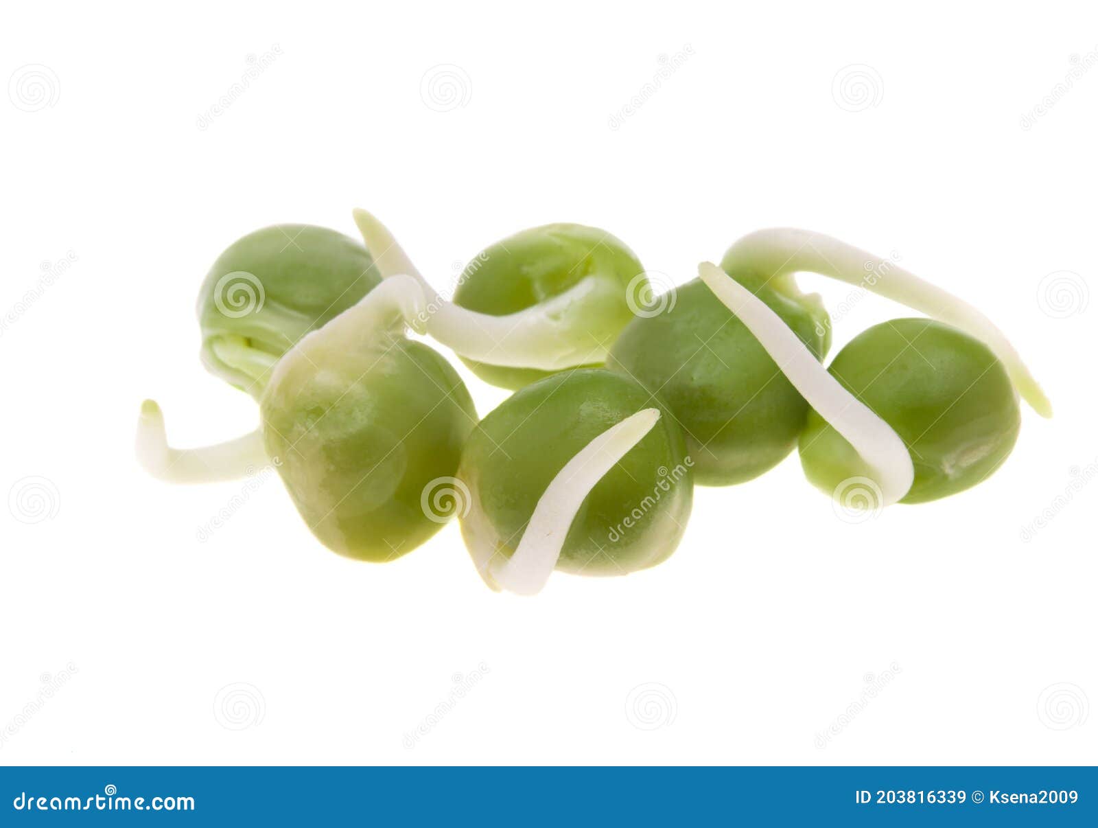 Sprouted peas isolated stock image. Image of grain, sprout - 203816339