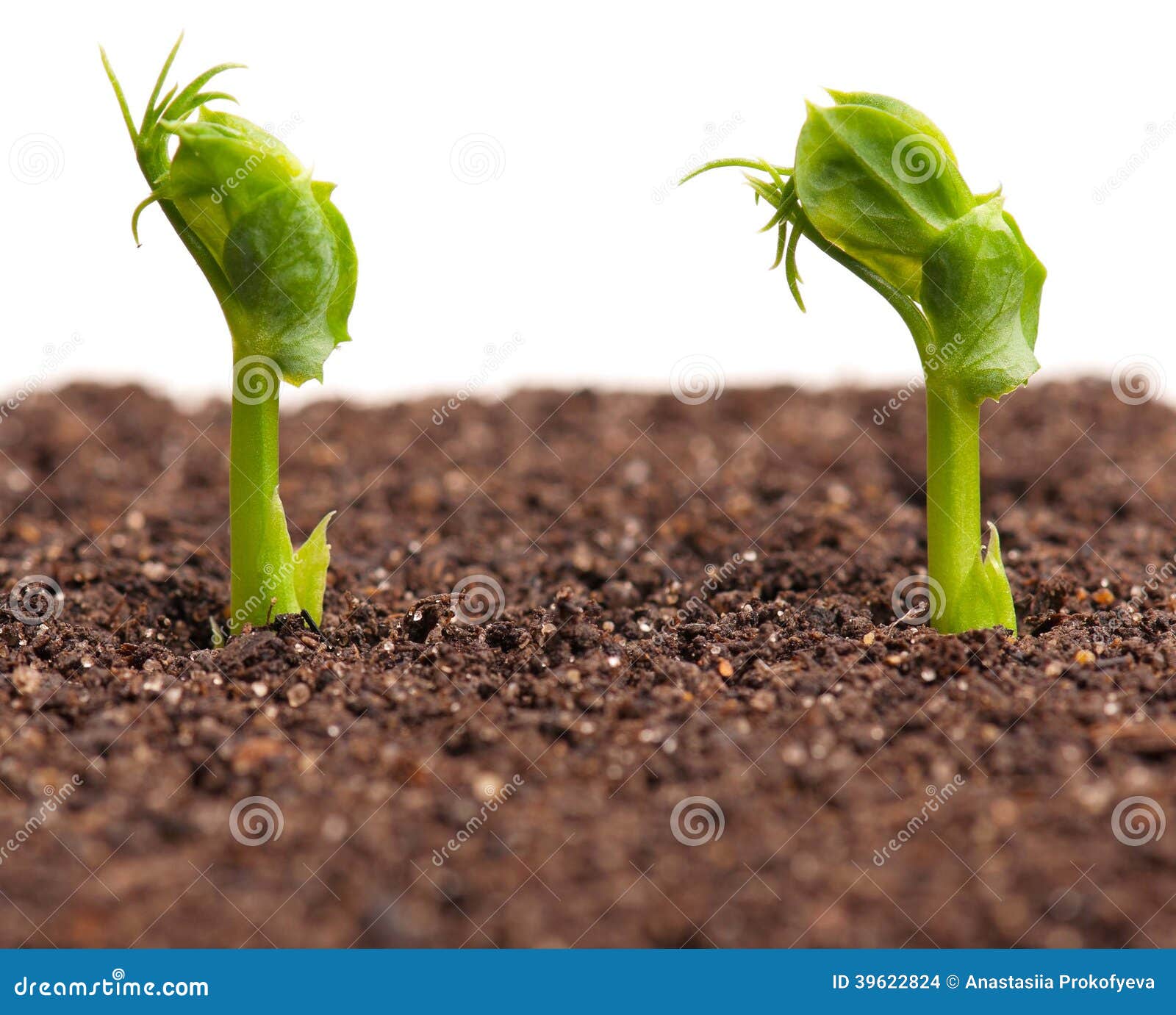 Sprouted peas stock photo. Image of plant, beanstalk - 39622824