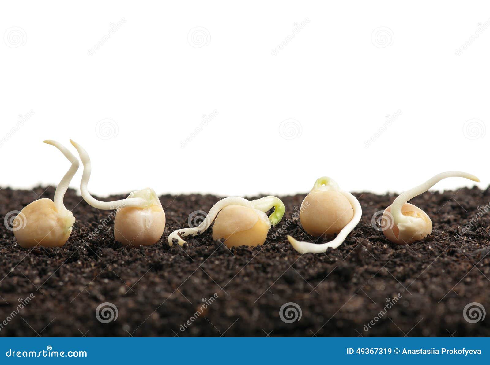 Sprouted peas stock image. Image of plant, crop, beanstalk - 49367319