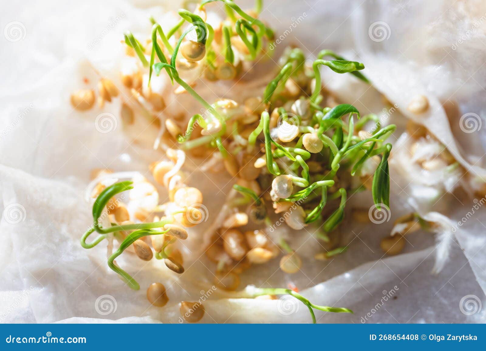 Sprouted pepper seeds. stock photo. Image of plant, growth - 268654408