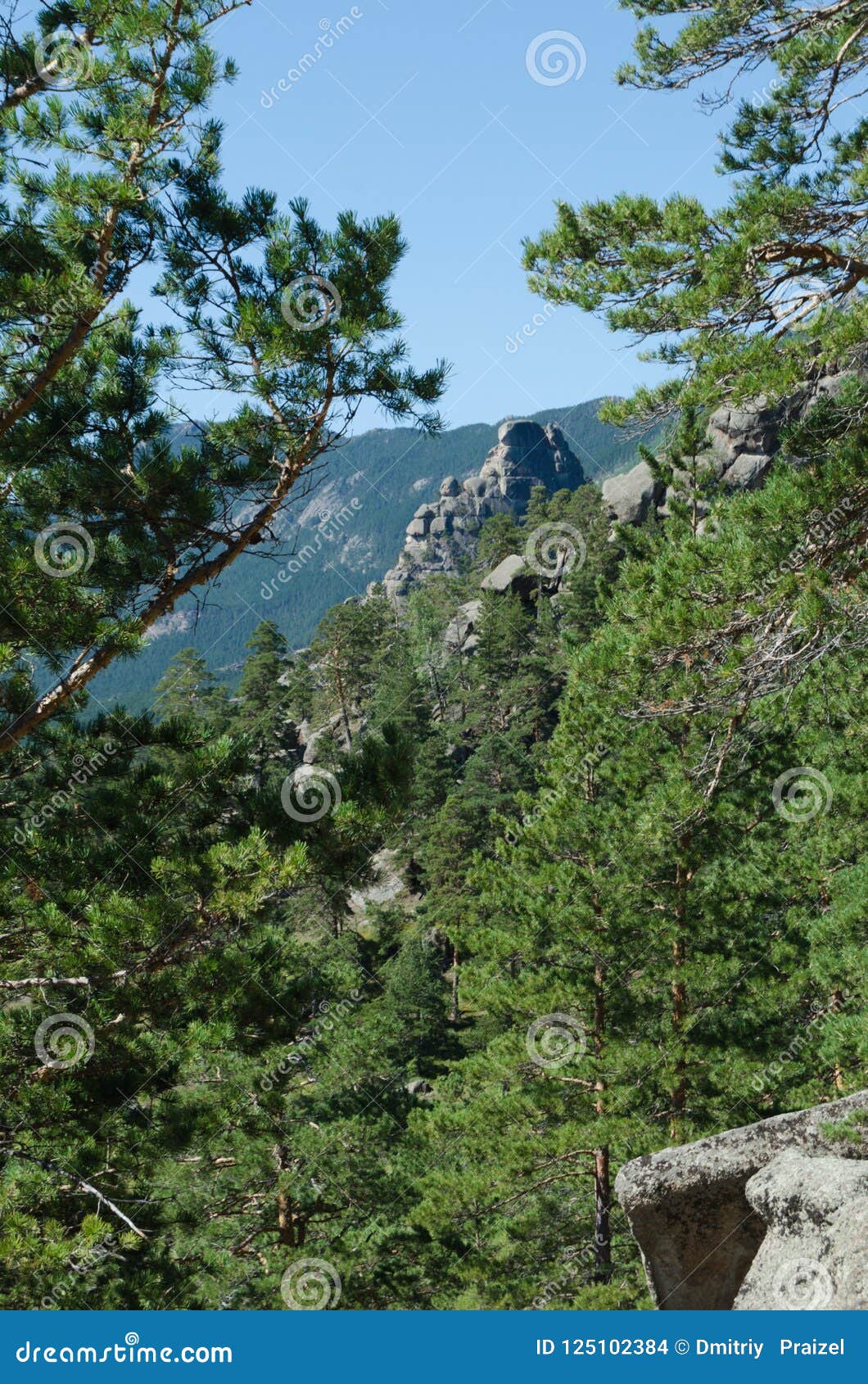 Sprouted Pine Forest on Slope Steep Cliffs. Stock Photo - Image of tree ...