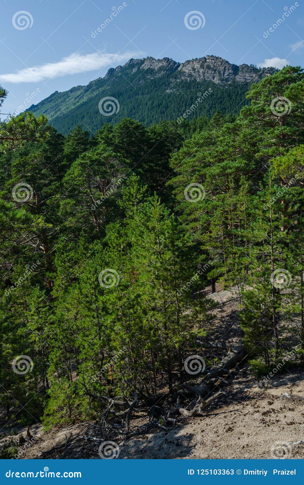 Sprouted Pine Forest on Slope Steep Cliffs. Stock Image - Image of pine ...