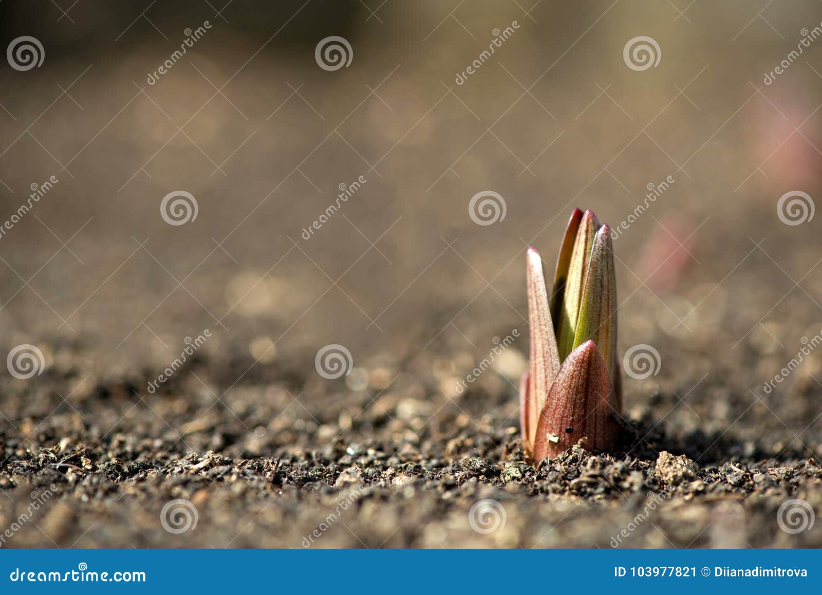 Sprouted Plants in a Spring Garden Stock Image - Image of small ...