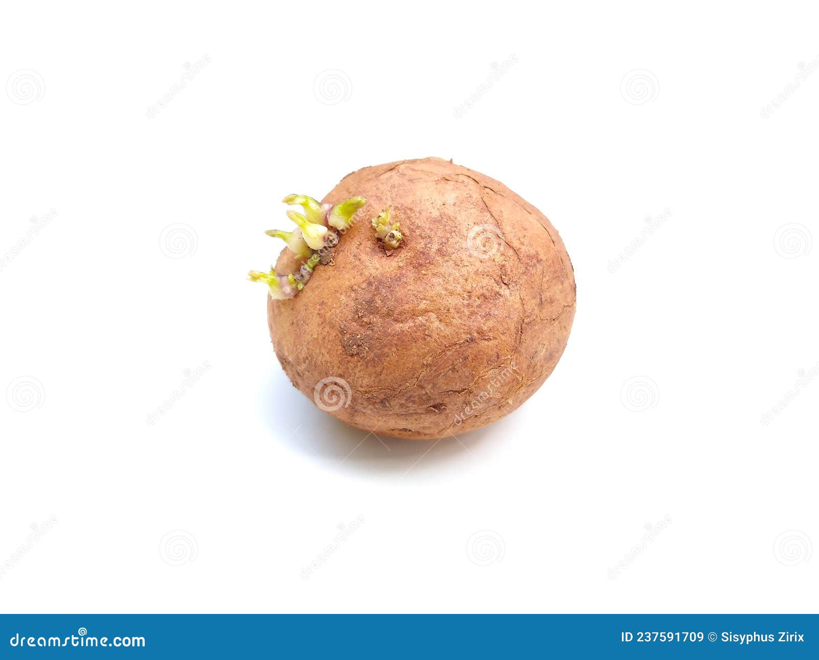 Sprouted Potato Isolated on White Background, Selective Focus Stock ...