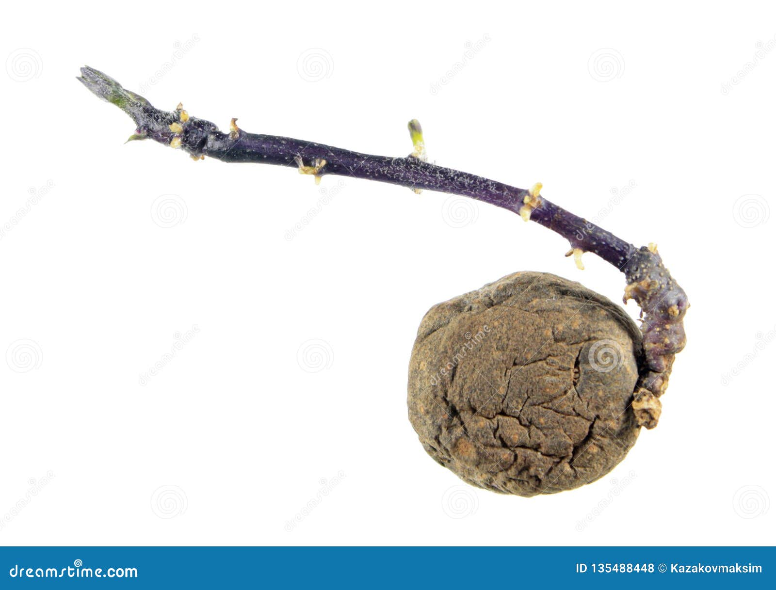 Sprouted Potato Tuber Isolated on White Background Stock Photo - Image ...