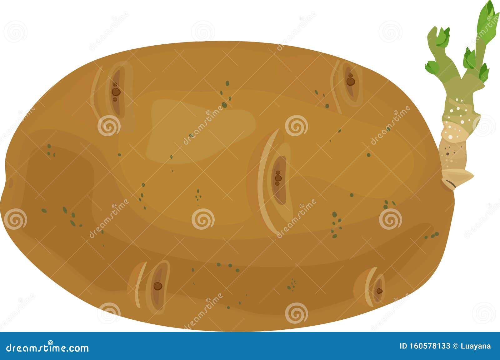 Potato Tuber. Vector. Outline Drawing Of A Vegetable On A White ...