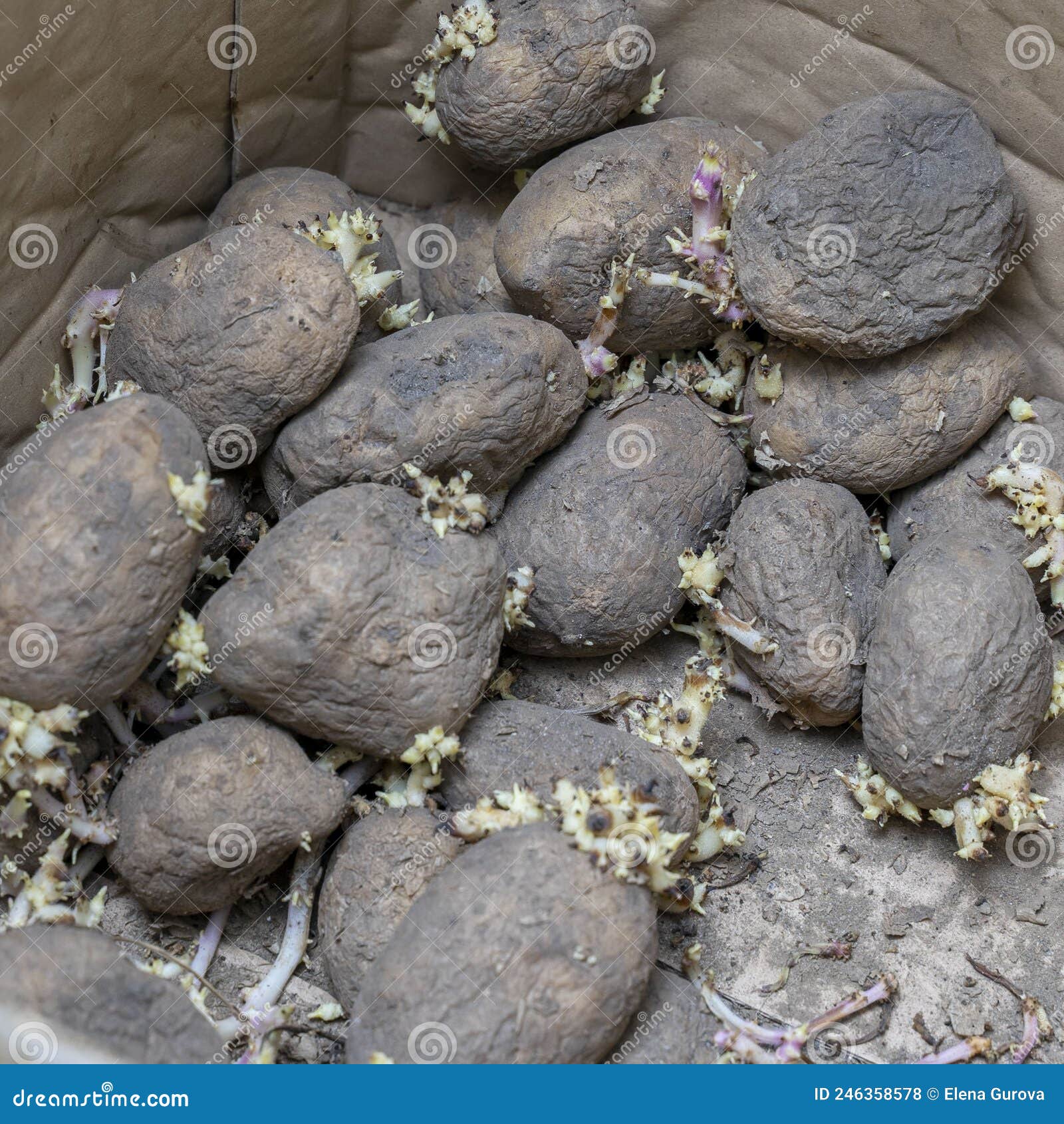 Sprouted Potato Tubers Close Up, Spoiled Vegetables Stock Photo - Image ...