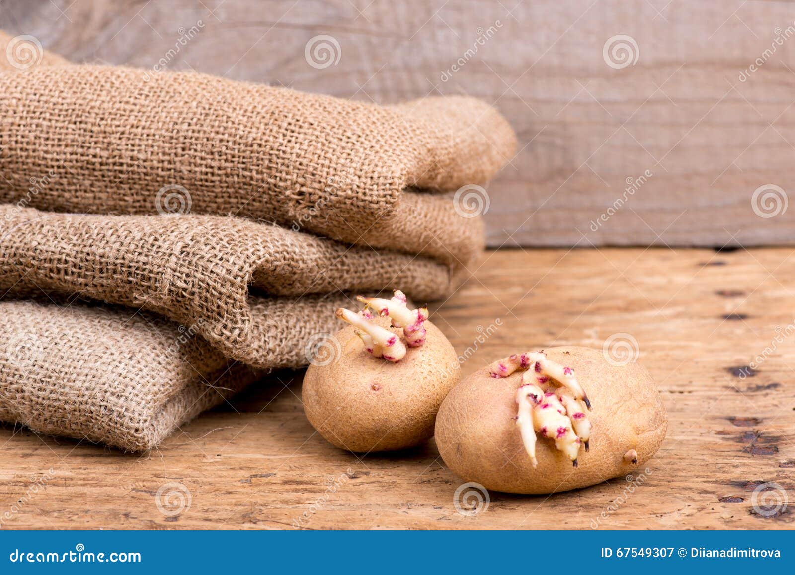 Sprouted Potatoes on an Old Wooden Rustic Table - Selective Focus, Copy ...