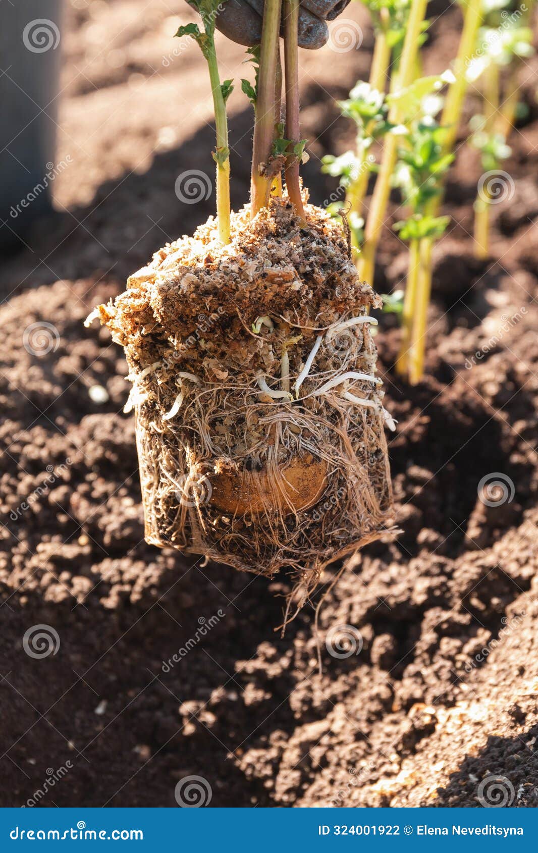 Sprouted Potatoes with Roots and Sprouts, Ready To Be Planted in Ground ...
