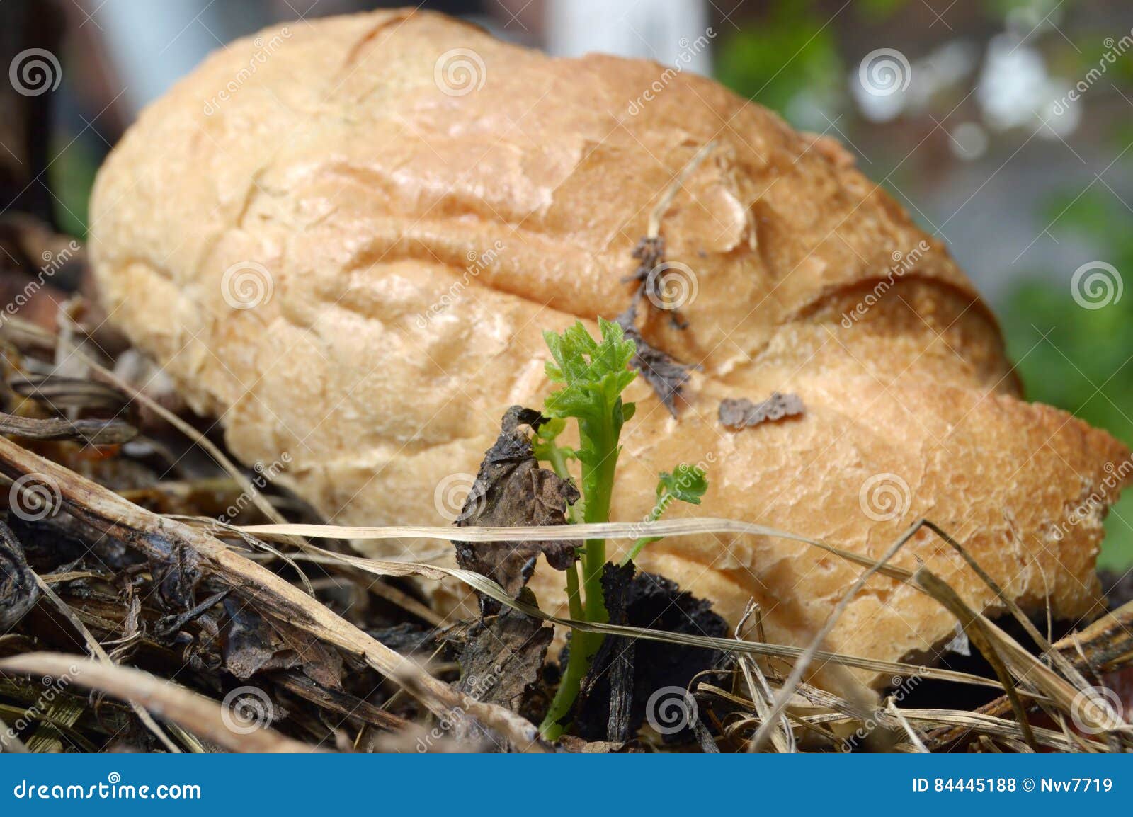 Sprouted Potatoes and Spoiled Bread Stock Photo - Image of spoiled ...