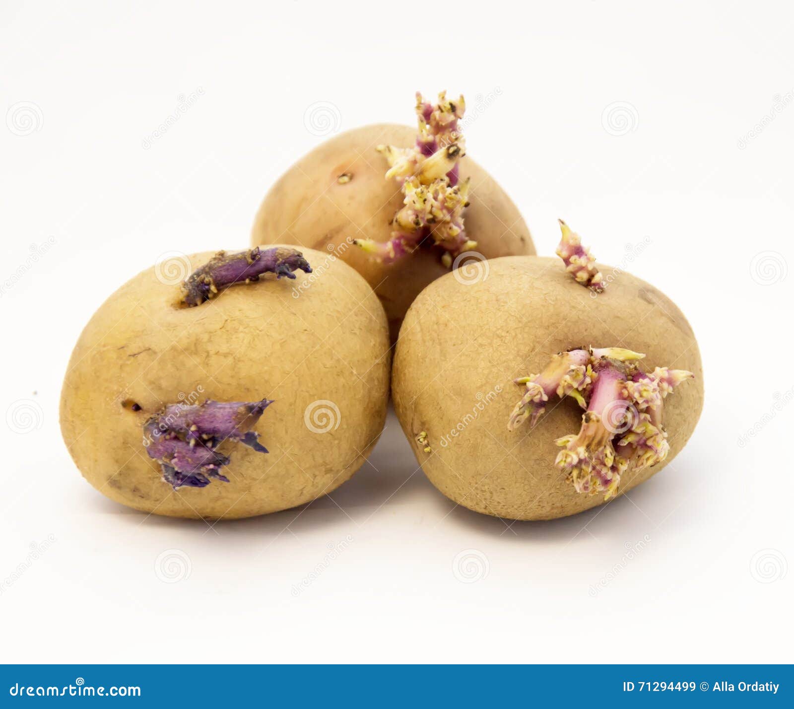 Sprouted potatoes stock image. Image of diet, germinating - 71294499