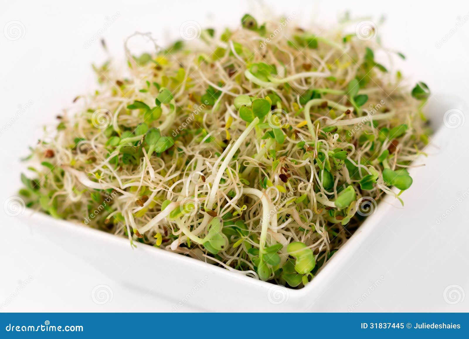 Sprouted radish seeds stock image. Image of plant, organic - 31837445