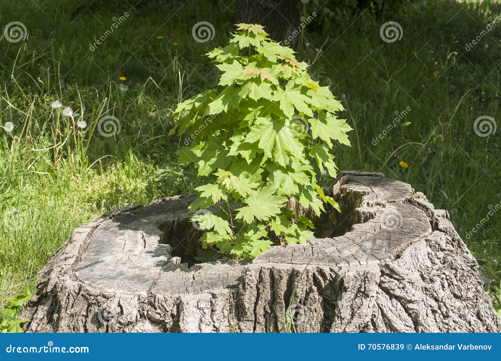 Sprouted Sapling in Oak Log Stock Image - Image of environment, concept ...