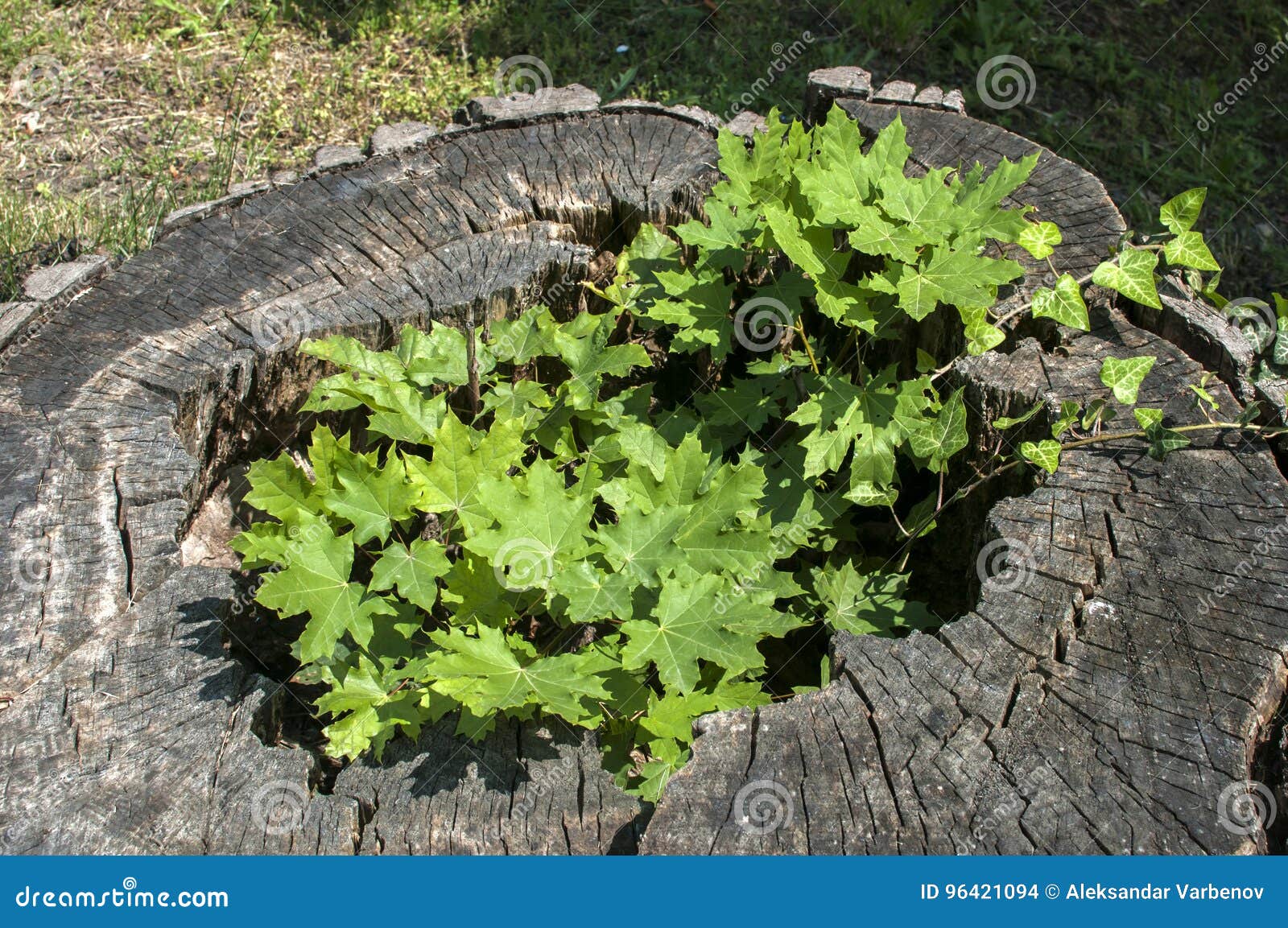 Sprouted Sapling in Oak Log Stock Photo - Image of wooden, plant: 96421094