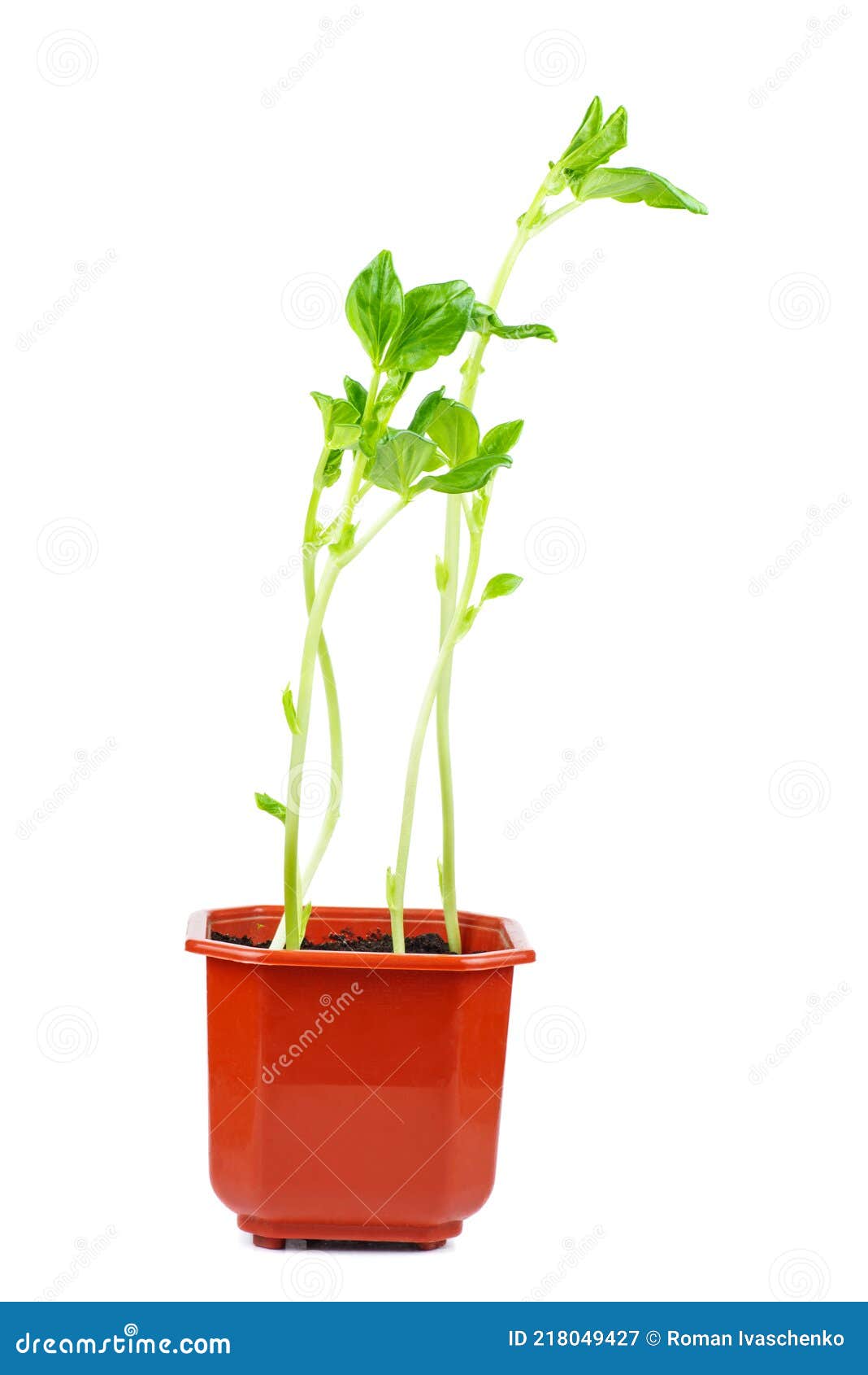 Pot Sprouted Beans Stock Photos - Free & Royalty-Free Stock Photos from ...