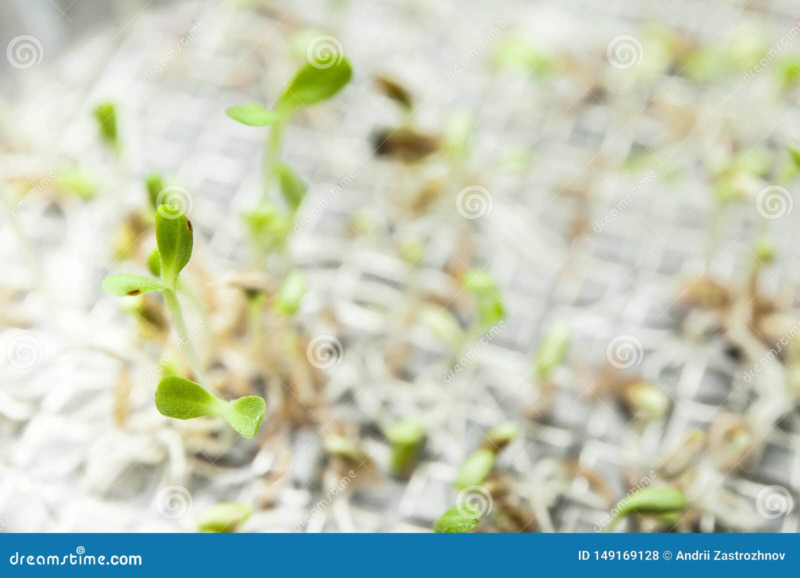 Sprouted Seeds with Green Leaves on a Blurry Background, Empty Space ...