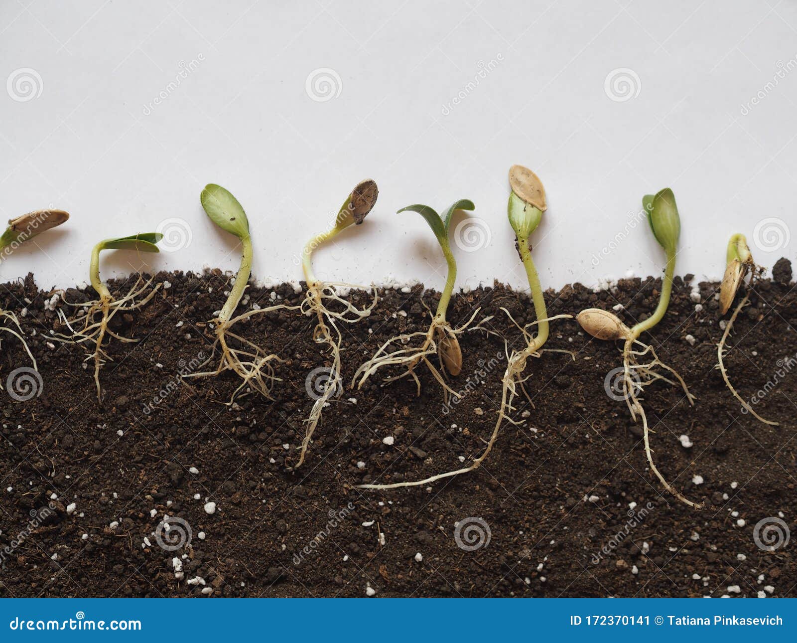 Sprouted Seeds with Leaves and Roots are Ready for Planting Stock Image ...