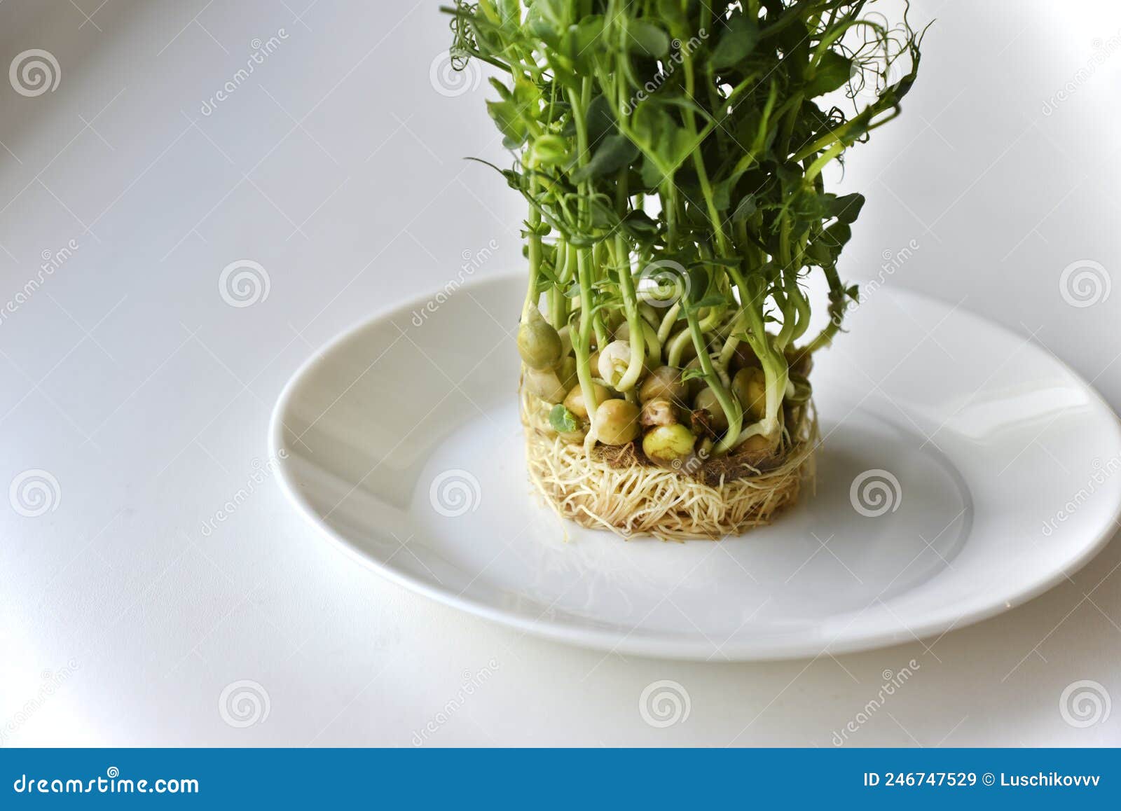 Sprouted Seeds and Pea Stalks on a White Plate Stock Image - Image of ...
