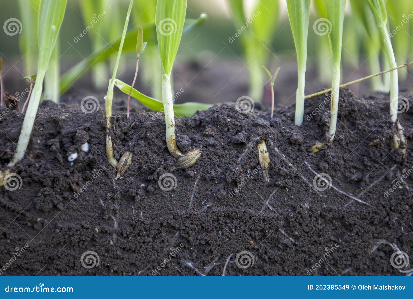 Sprouted Shoots of Barley and Wheat in Soil with Roots. Blurred ...