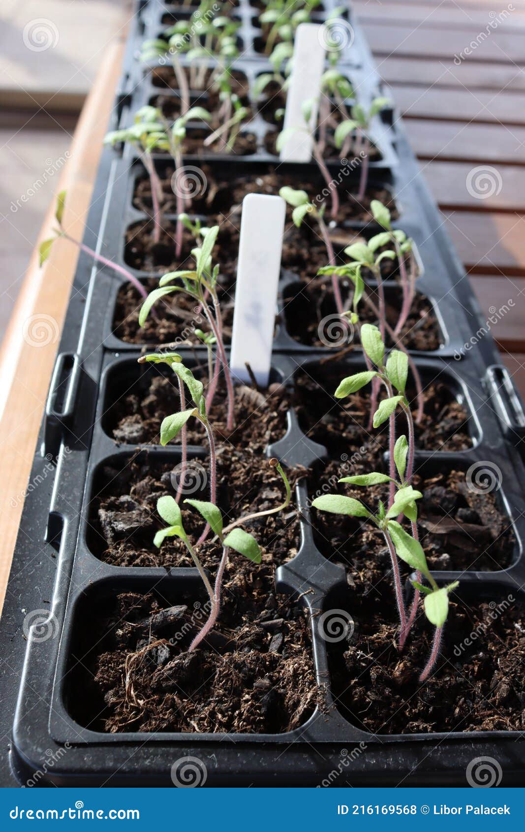 Sprouted Small Seedlings of Tomatoes. Small Tomato Plants Stock Photo ...