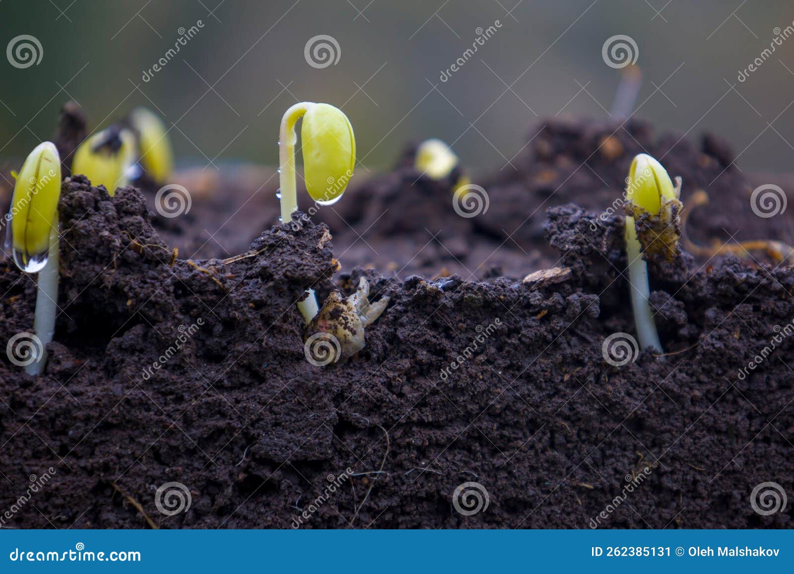 Sprouted Soybean Shoots in Soil with Roots. Blurred Background. Stock ...