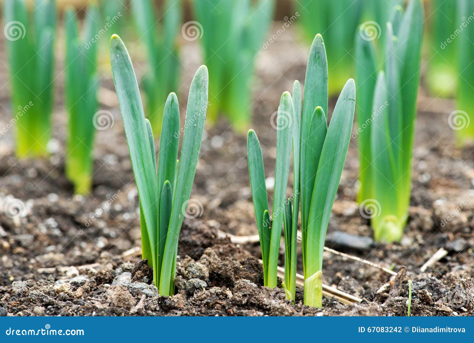 Sprouted Spring Flowers Daffodils in Early Spring Garden Stock Photo ...