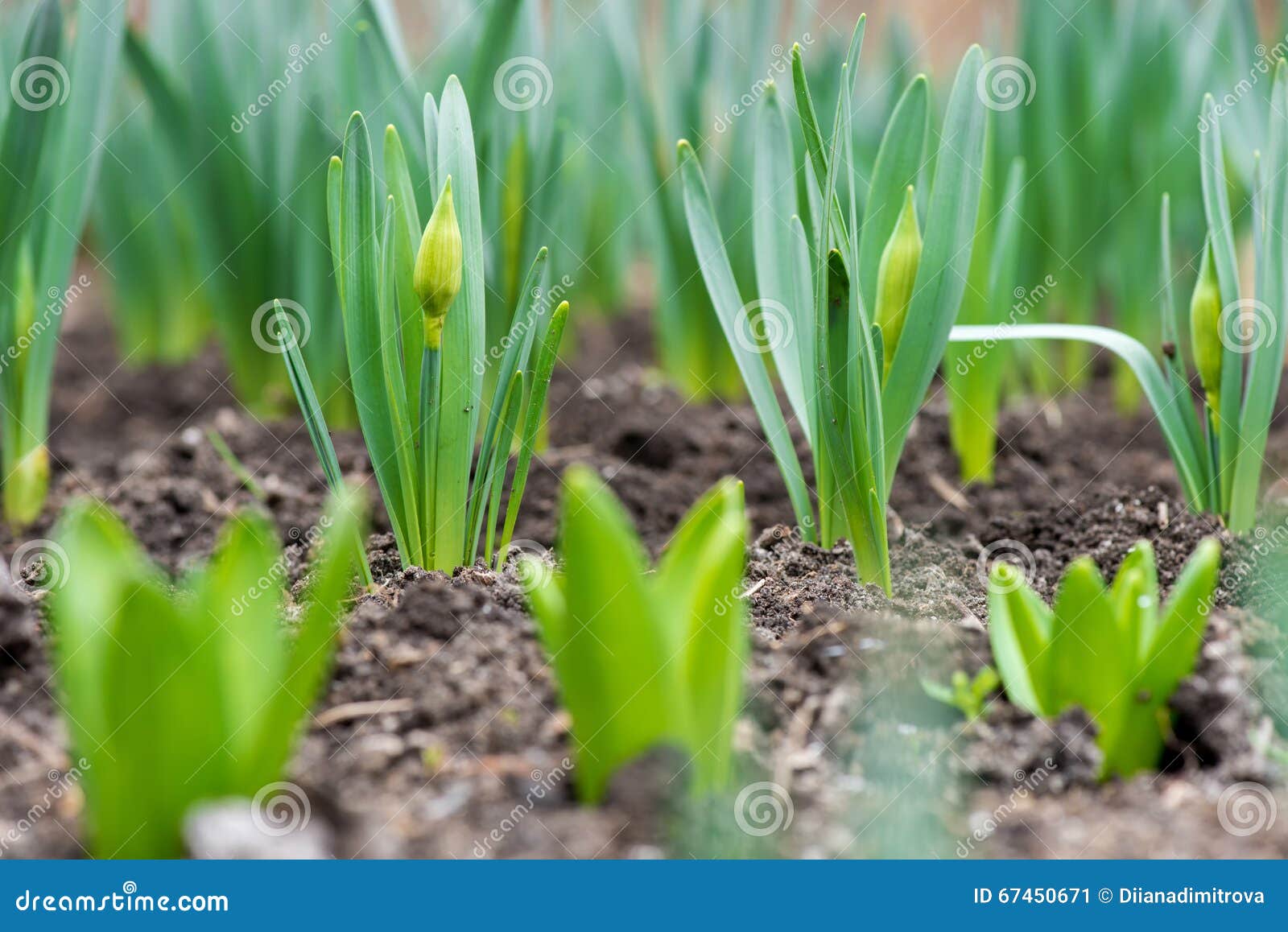 Sprouted Spring Flowers Daffodils in Early Spring Garden Stock Image ...