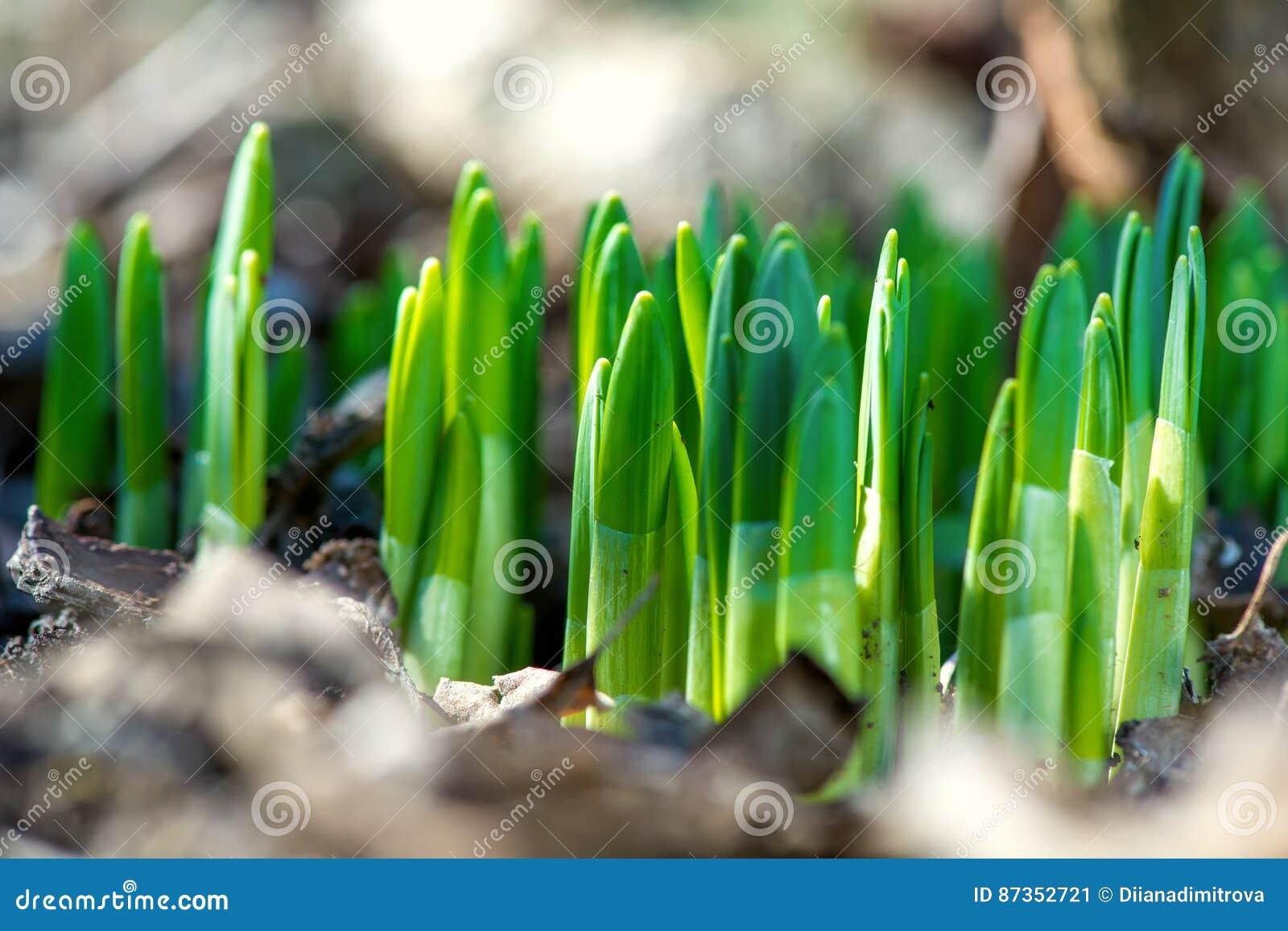 Sprouted Spring Flowers Daffodils in Early Spring Garden Stock Image ...
