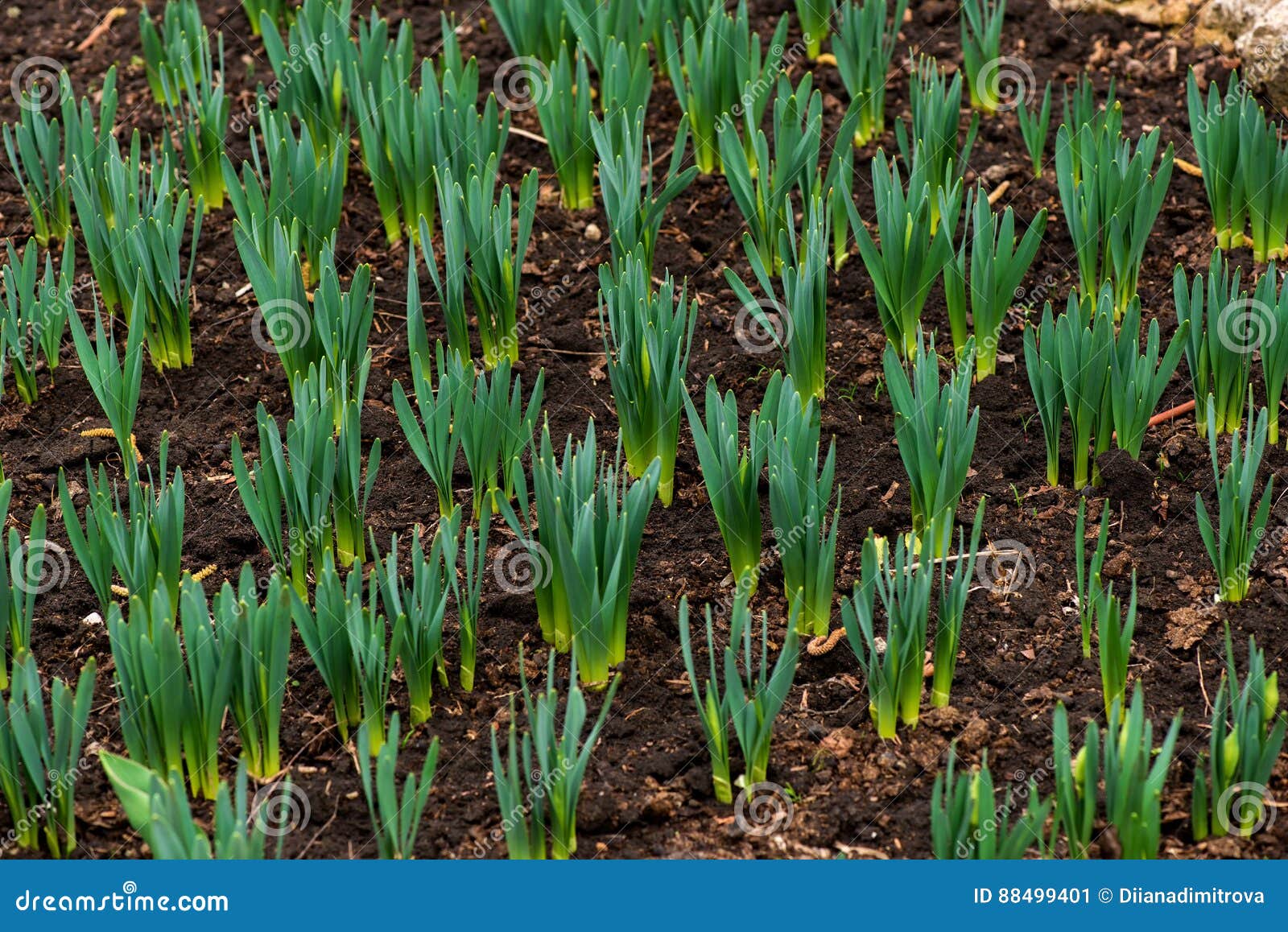 Sprouted Spring Flowers Daffodils in Early Spring Garden Stock Image ...